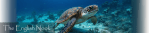 Animales Marinos: Vocabulario del Océano en Inglés – The English Nook